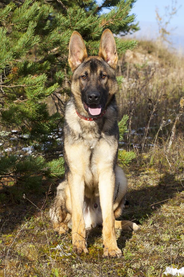 German sheepdogs puppy stock photo. Image of frost, canine - 71484278