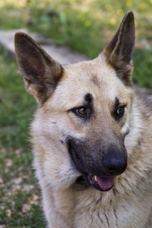 German Shepard stock image. Image of shepard, german - 14471571