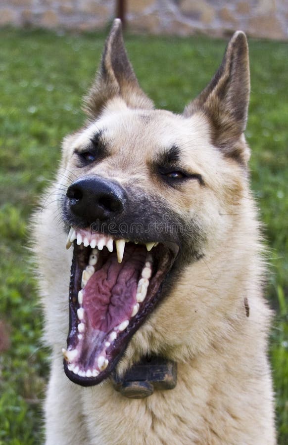 Evil German Shepherd