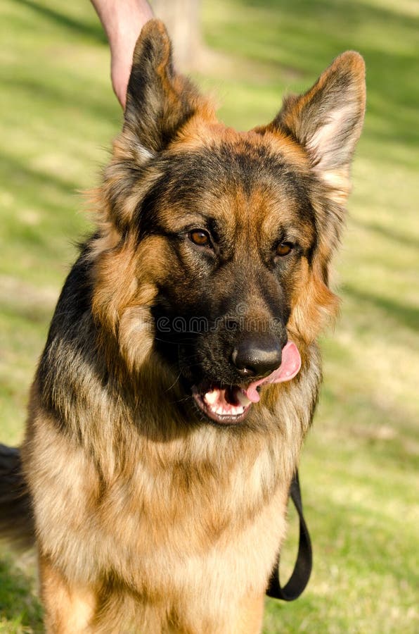 German Shepard stock photo. Image of snout, shepherd - 23106438