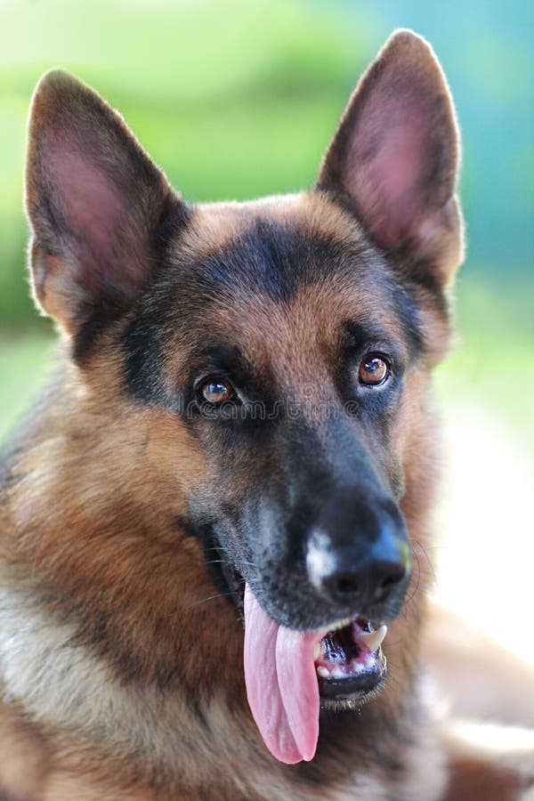 German Shepard stock photo. Image of smart, friend, play - 25426396