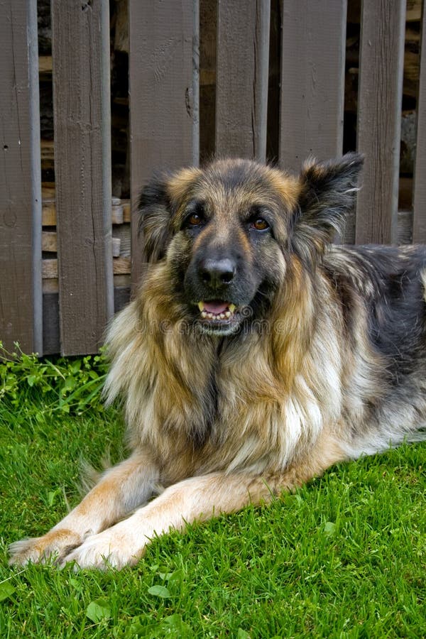 German shepard stock image. Image of sweet, mammal, cute - 2905749