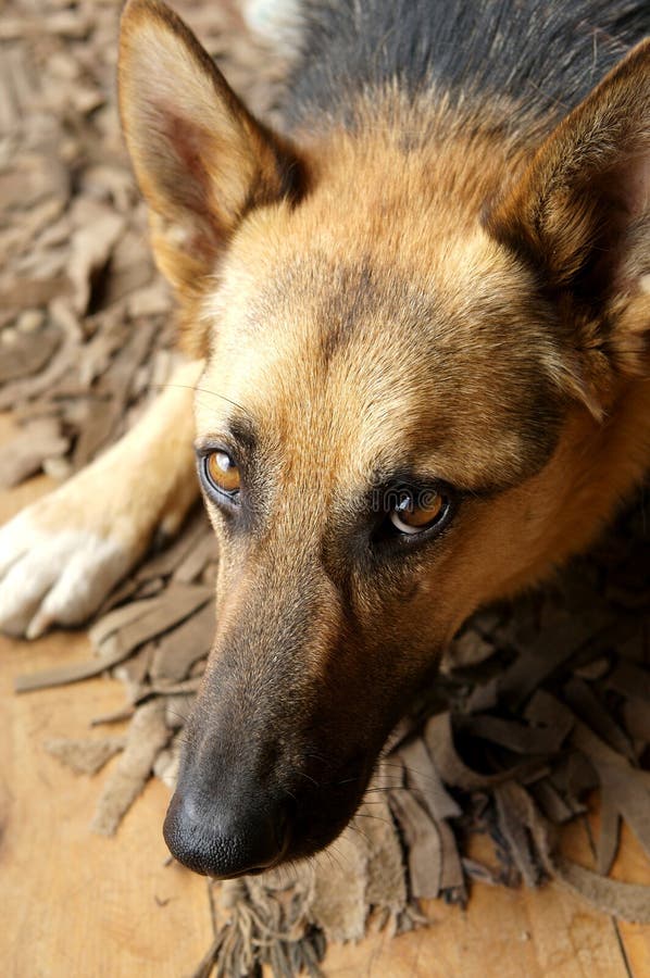 German Shepard stock photo. Image of floor, adorable, carpet - 7685666