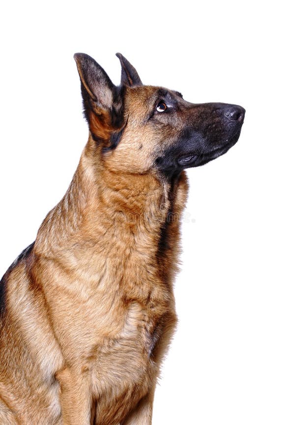 German shepard background stock photo. Image of adult - 11945334