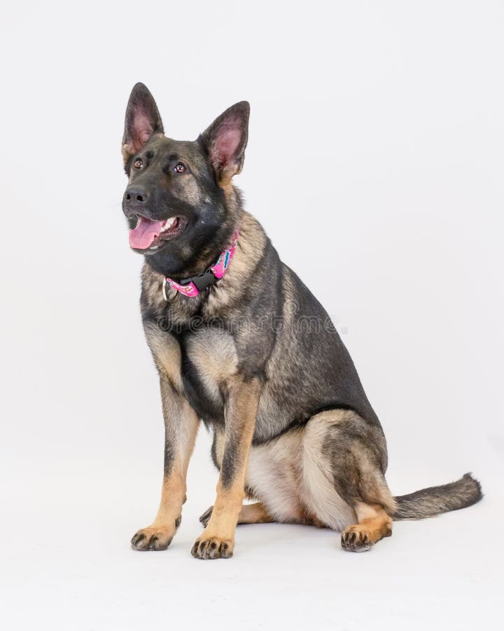 309 German Setter Stock Photos - Free & Royalty-Free Stock Photos from ...