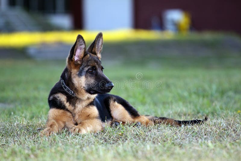 German shepard dog stock image. Image of beautiful, listening - 17902689