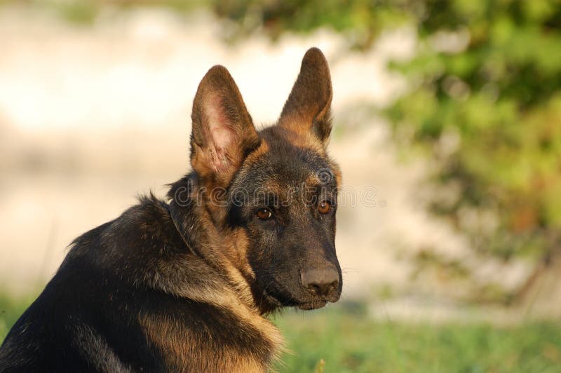 German Shepard Dog stock image. Image of canine, shepard - 21826531