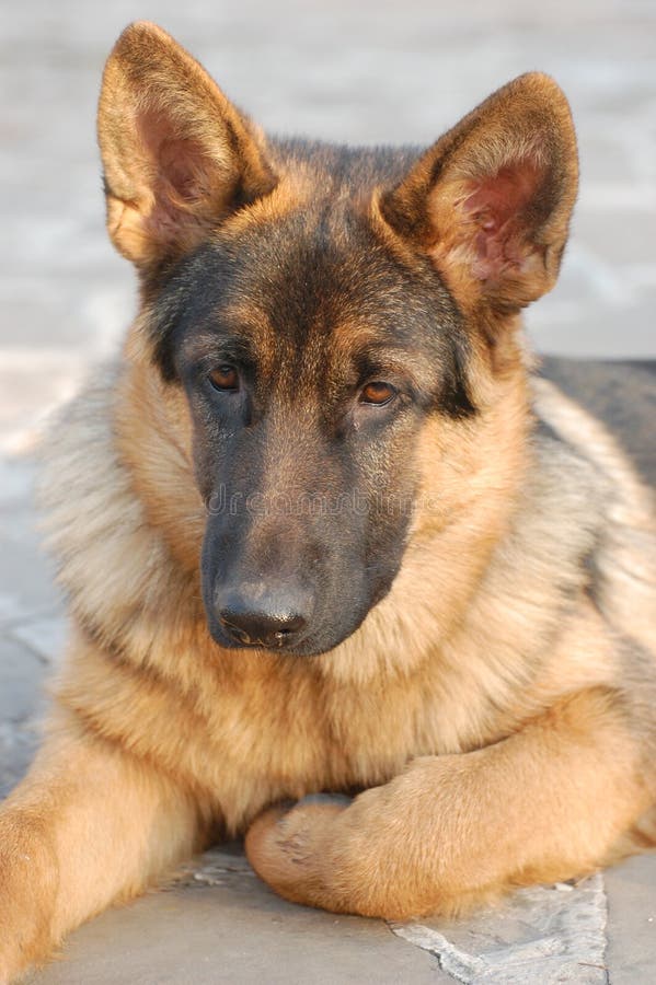 German shepherd dog stock image. Image of german, trained - 12516253