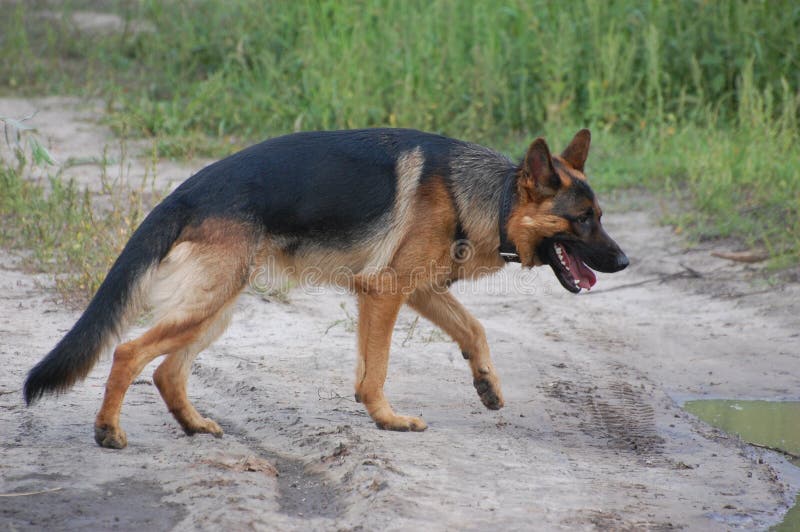 German Shepard Dog stock photo. Image of carnivore, nose - 26512394