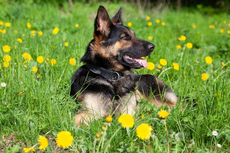 German Shepard Dog Lay in Flower Grass Field Stock Photo - Image of ...