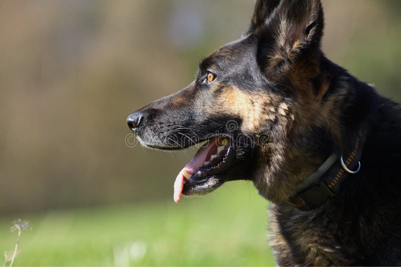German Shepard Dog in Meadow Portrait Stock Photo - Image of portrait ...
