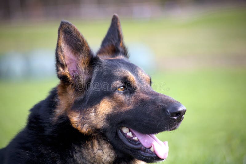 German Shepard Dog in Meadow Portrait Stock Photo - Image of grass ...