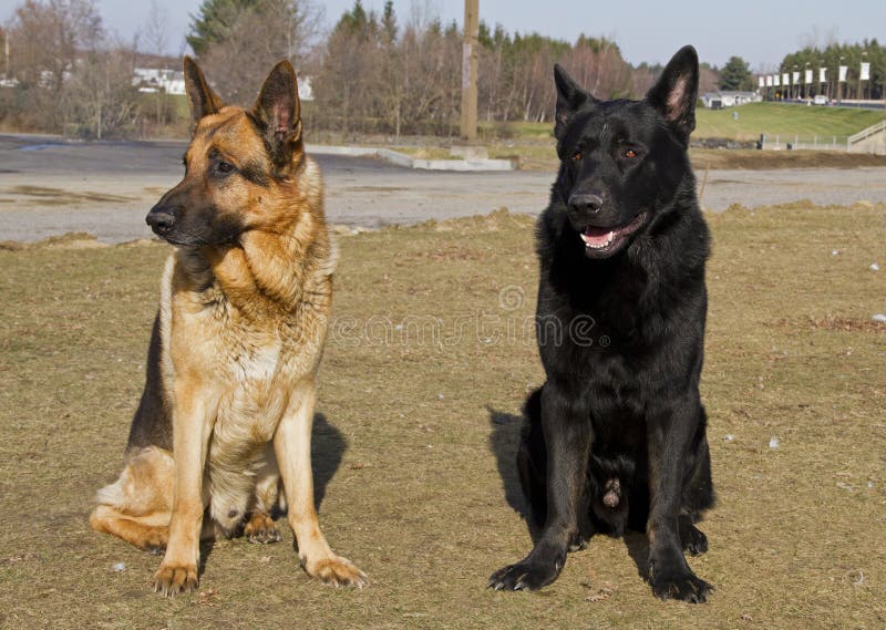 German shepard dog stock image. Image of eastern, mammal - 60689039