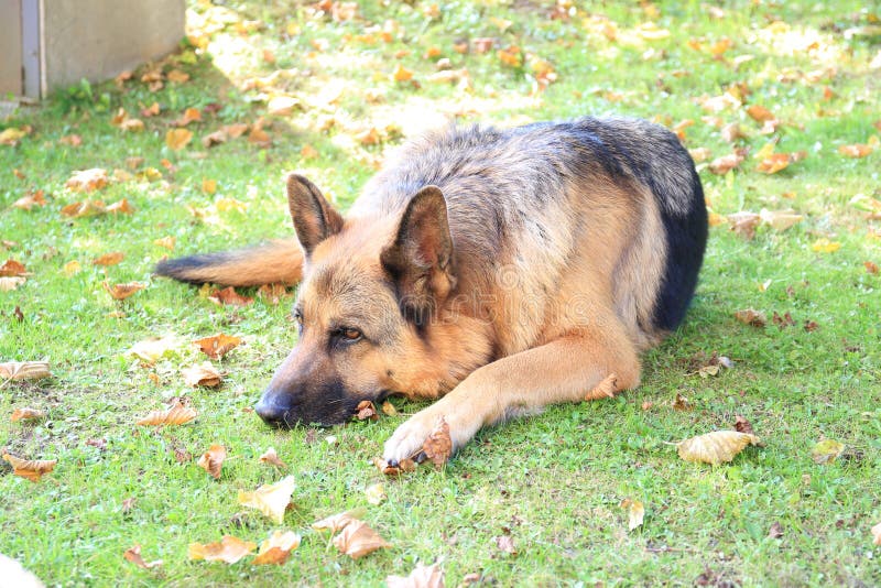German shepard stock photo. Image of shepard, canine - 107877946