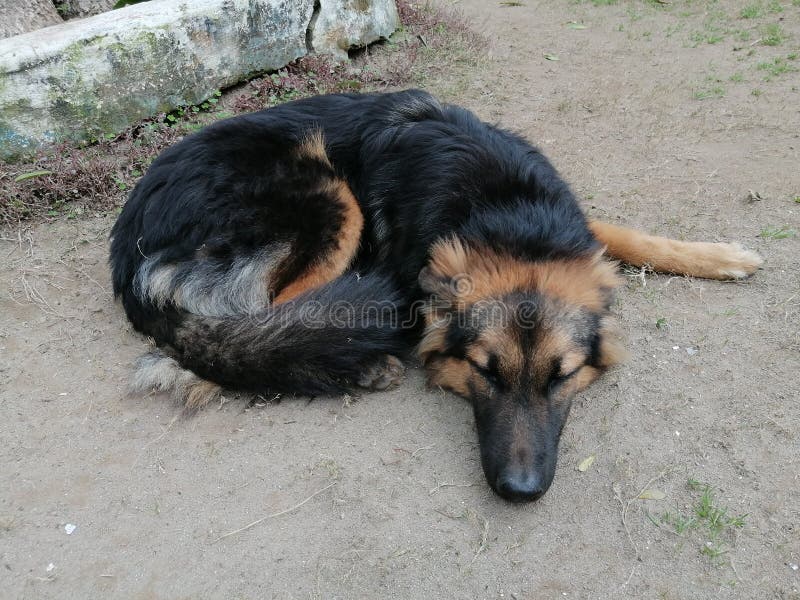 German shepard a great dog stock photo. Image of good - 173527744