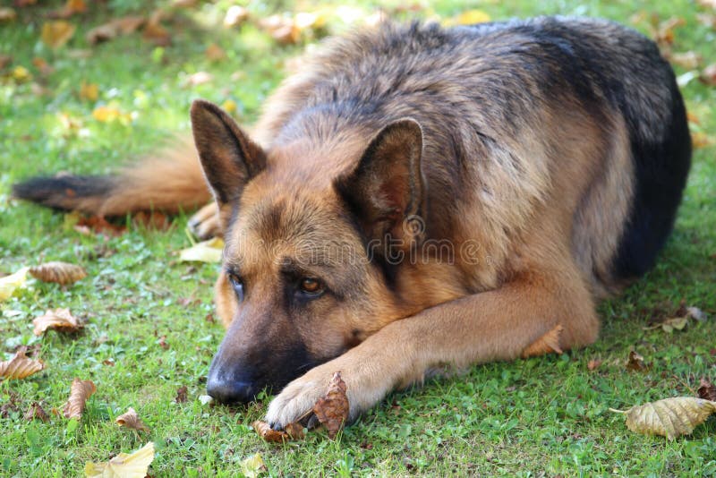 German shepard stock image. Image of nature, green, shepard - 107877977