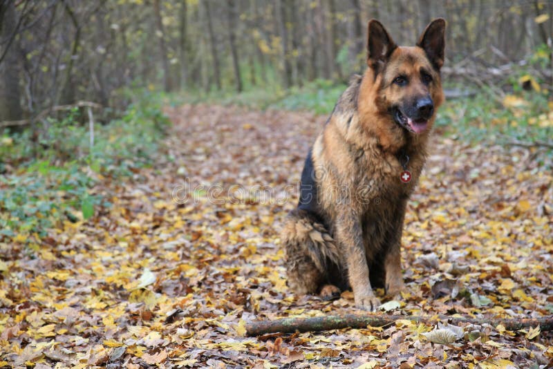 German shepard stock photo. Image of field, green, look - 107878622