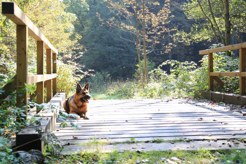 German shepard stock photo. Image of field, look, eyes - 107878712