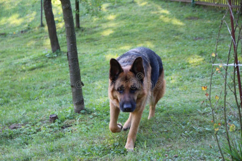 German shepard stock photo. Image of ears, german, black - 107902726
