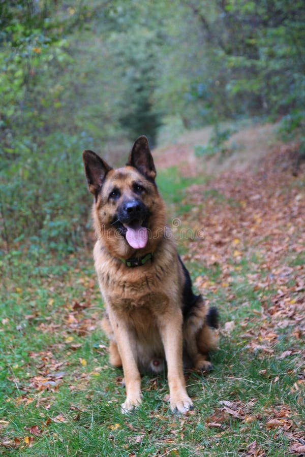German shepard stock photo. Image of german, mouth, ears - 107877904