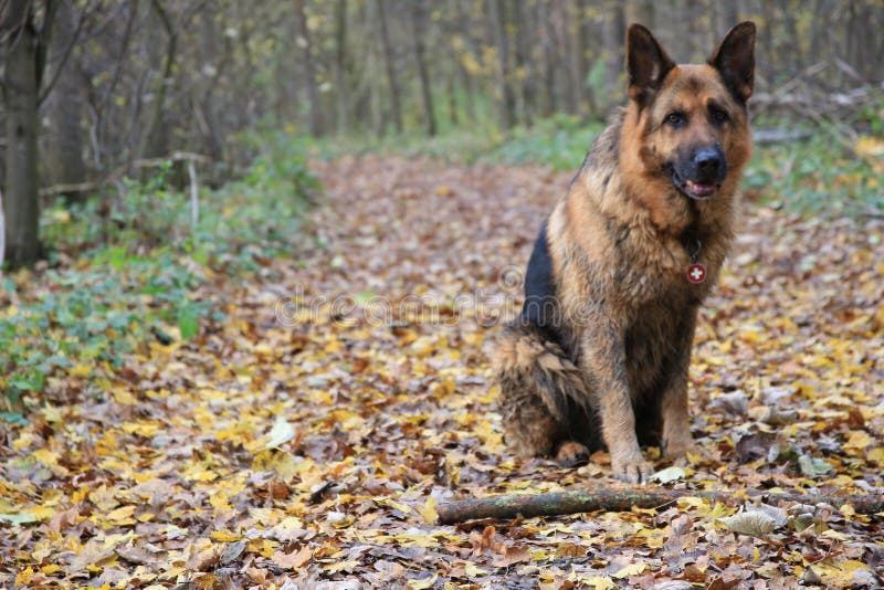 German shepard stock image. Image of serious, eyes, ears - 107878695