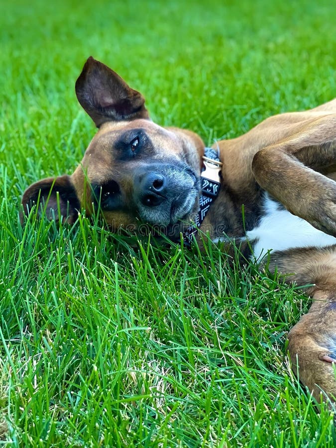 German Shepard Pit Bull Mix Stock Image - Image of germanshepard ...