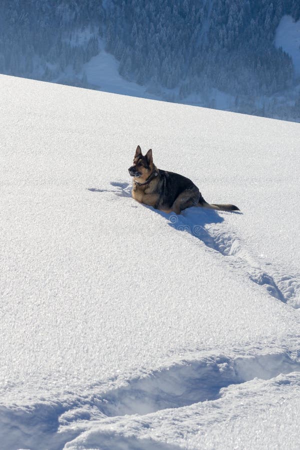 German Shepard Playing with Snowball Stock Image - Image of snowballs ...