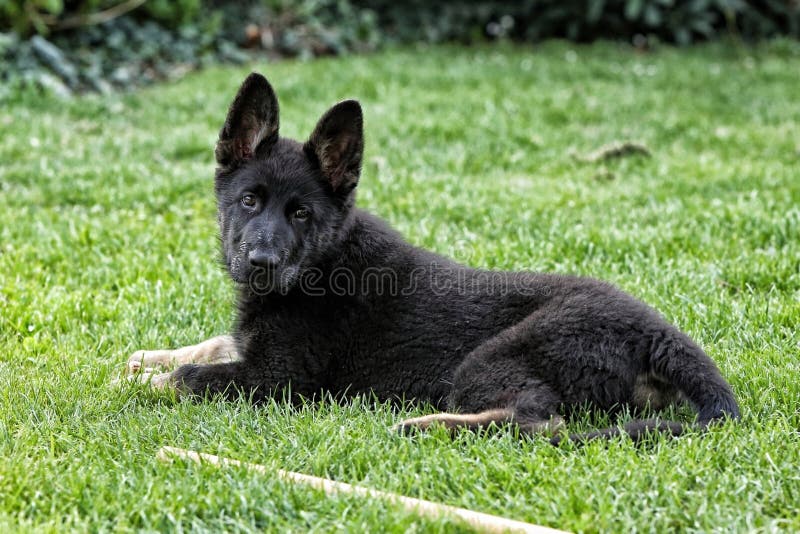 German Shepard Puppy Dog Laying in Grass and Looking Back Stock Image ...
