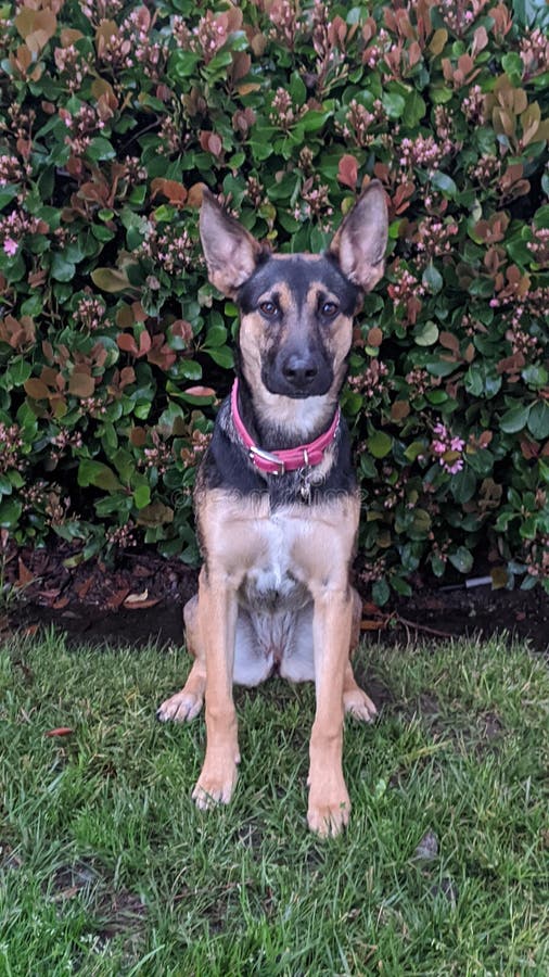 German Shepard puppy stock image. Image of girl, shepard - 177292109