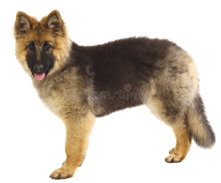 211 German Sheppard White Background Stock Photos - Free & Royalty-Free ...