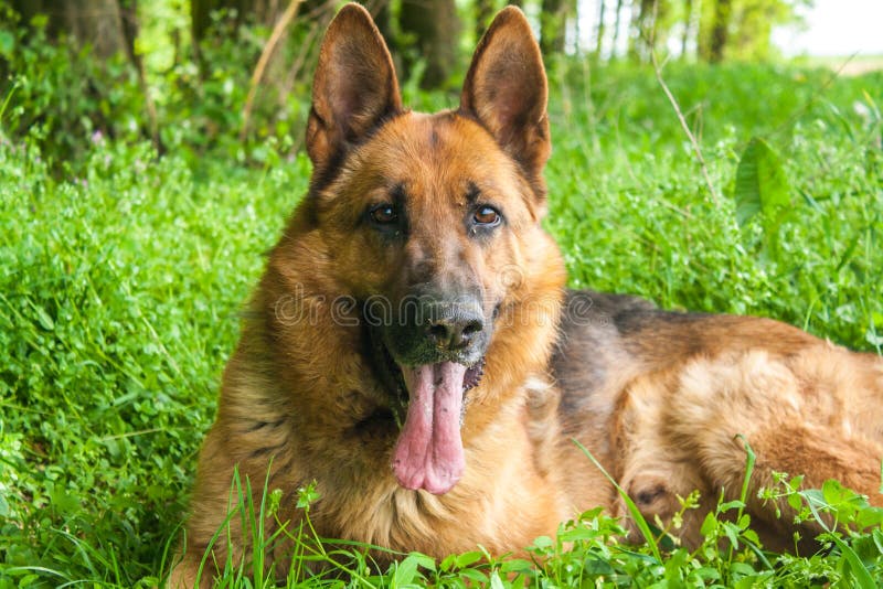 German shepard stock image. Image of doggy, gaze, companion - 34922561