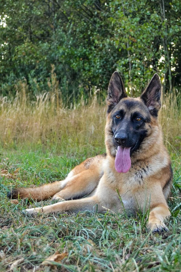 German shepard stock image. Image of meadow, positive - 56931825