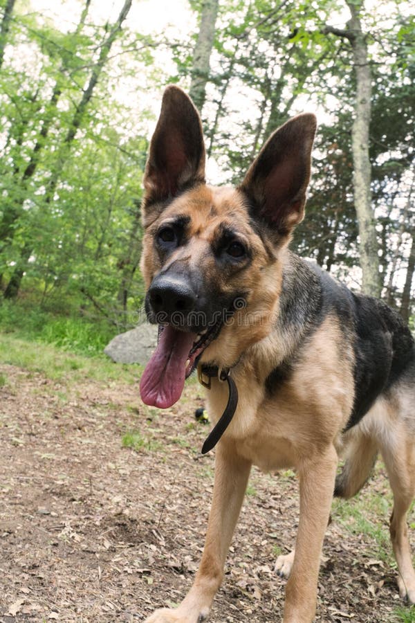 German shepard smiling stock image. Image of germanshepard - 95701339