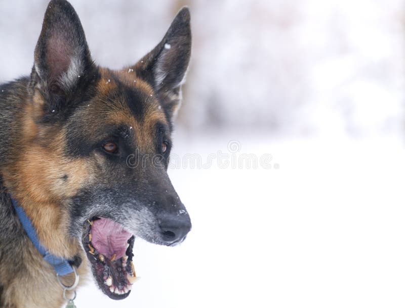 German Shepard with a Wide Open Mouth Stock Photo - Image of face ...