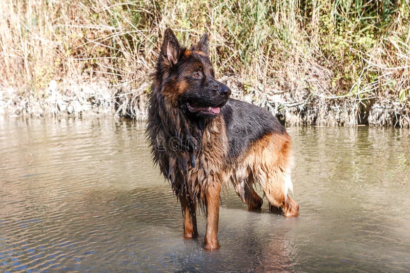German Sheperd on a Trail in Valconca, Italy Stock Photo - Image of ...