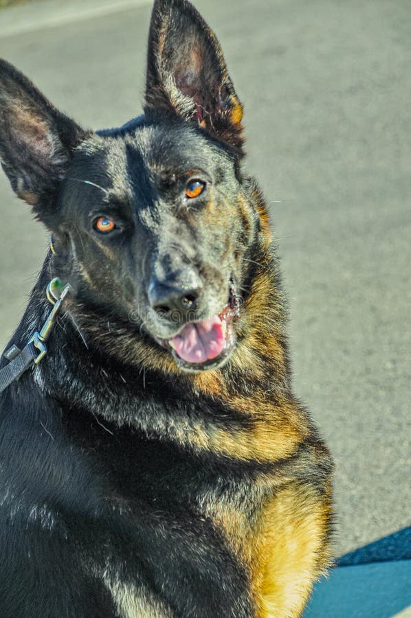 German Shepered Breed, in Late Afternoon Sunlight Stock Photo - Image ...