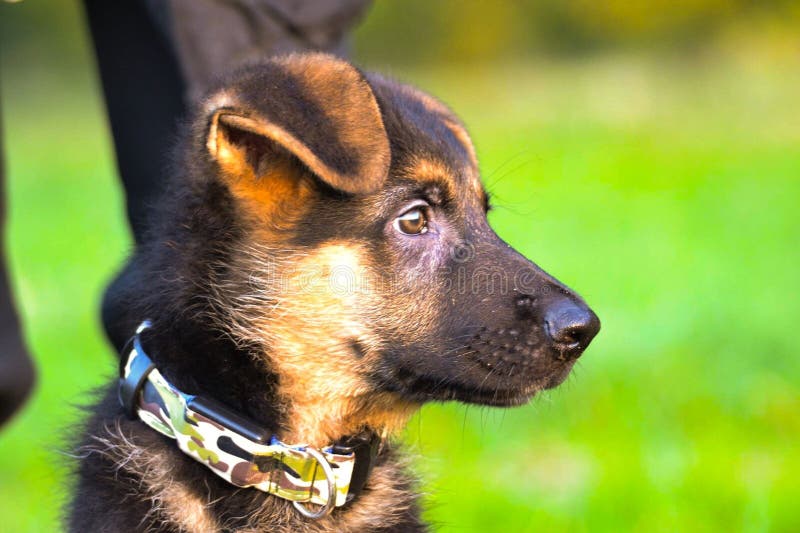 German Shephard stock photo. Image of sherpard, posing - 61494936