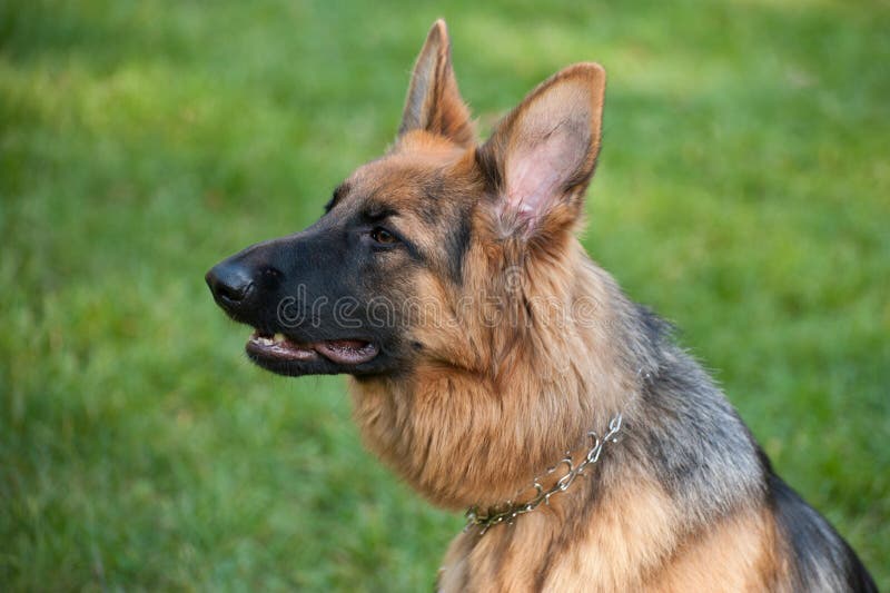 German Shephard stock photo. Image of affection, grass - 34230962