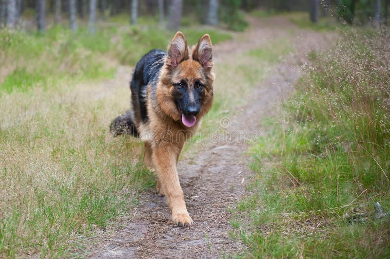 German Shephard stock photo. Image of pedigree, beauty - 33354770
