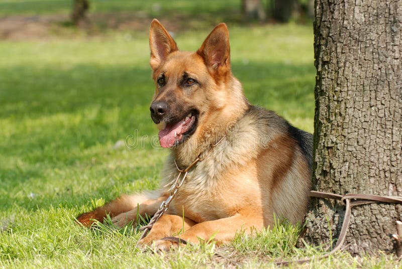 German Shephard (shepherd) Dog Portrait Stock Image - Image of white ...