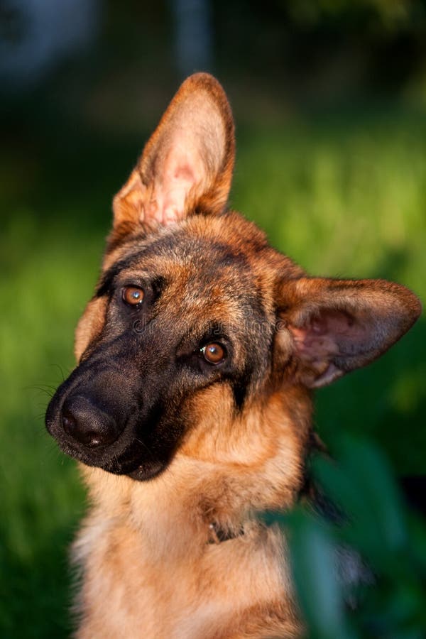 German shepher stock image. Image of canine, friend, head - 10283131