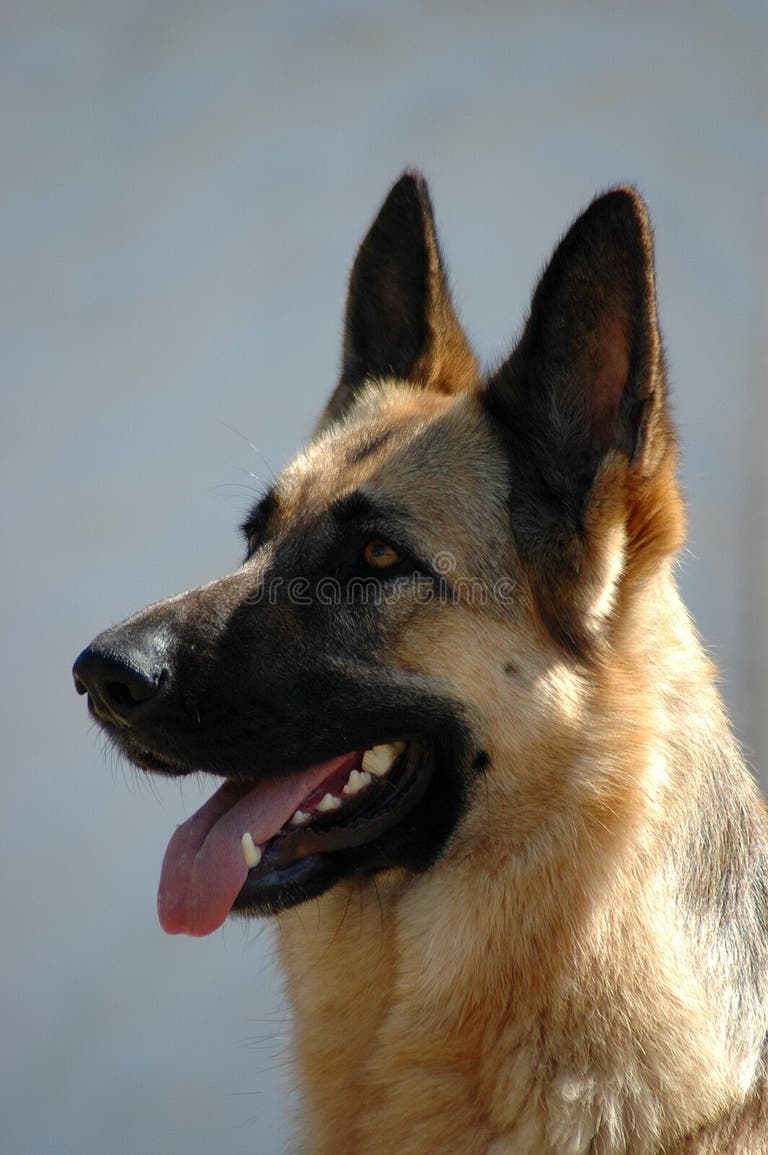 7,293 German Shepherd Face Stock Photos - Free & Royalty-Free Stock ...