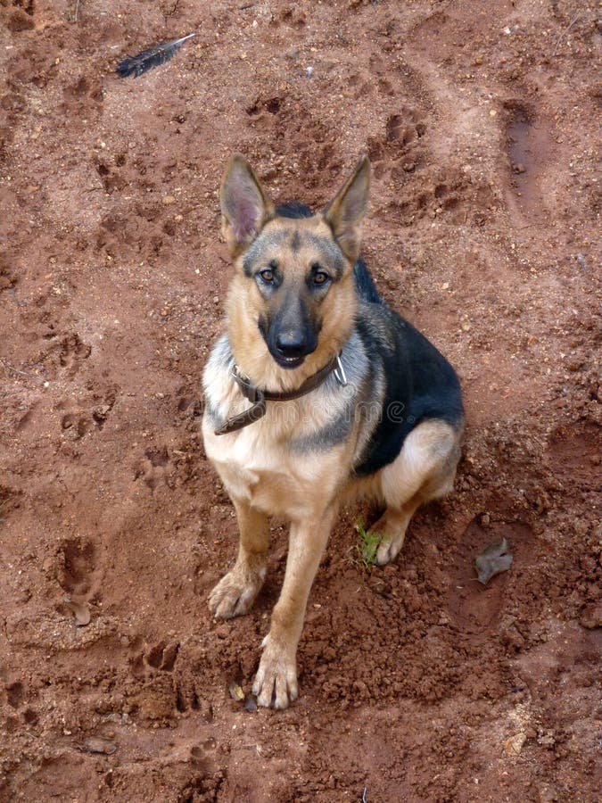 German Shepherd stock image. Image of shephard, shepperd - 13762571