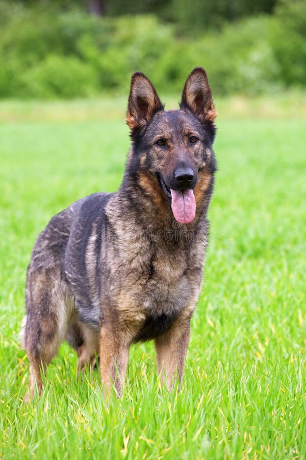 German shepherd stock image. Image of summer, field, undercoat - 14713213
