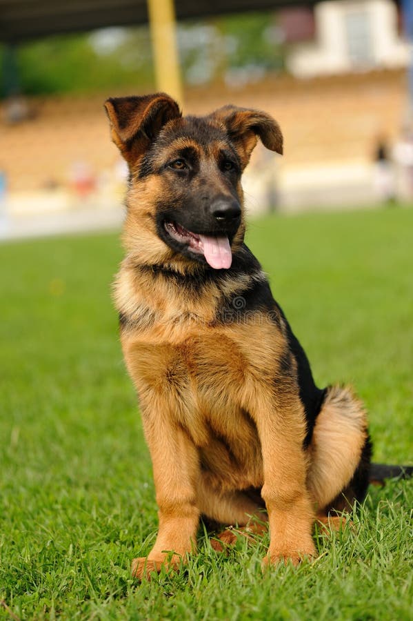 German Shepherd stock image. Image of canine, shelpherd - 14842639