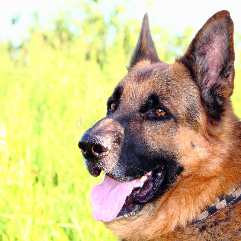German shepherd dog stock photo. Image of furry, brown - 3105852