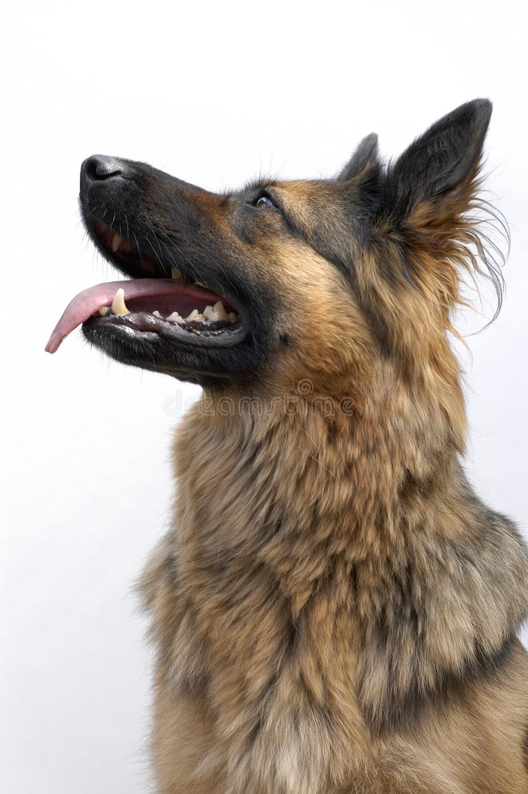 2,971 German Shepherd Teeth Stock Photos - Free & Royalty-Free Stock ...