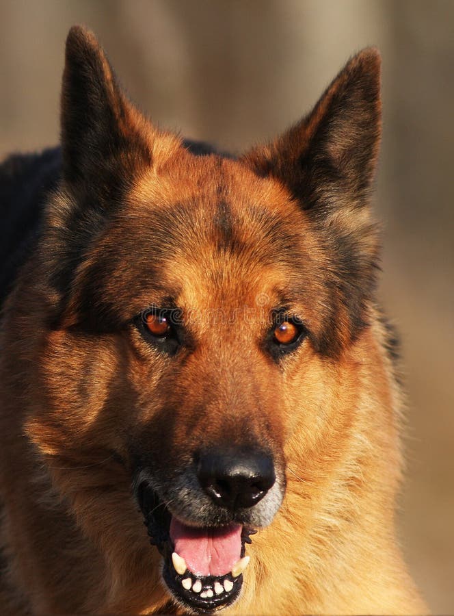 Yawning German shepherd stock image. Image of loyalty - 12015197