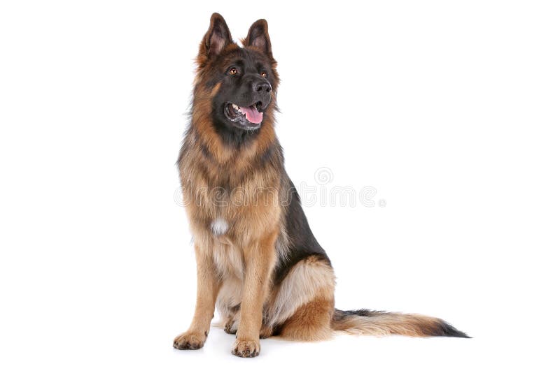 German shepherd stock photo. Image of mammals, pets, police - 214670