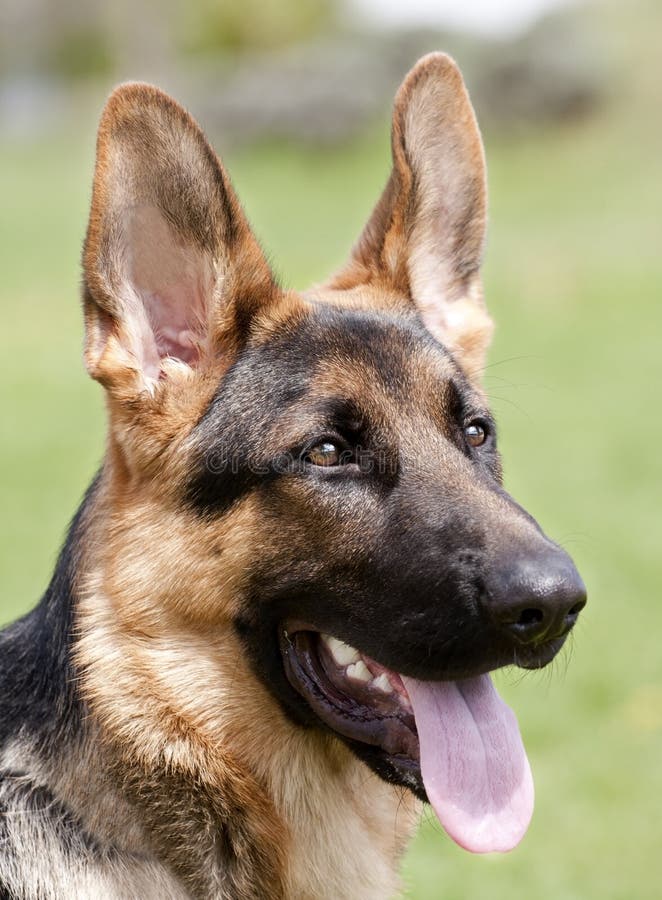 German Shepherd stock image. Image of carnivore, grass - 2258165